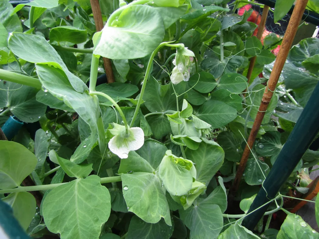 How To Grow Peas