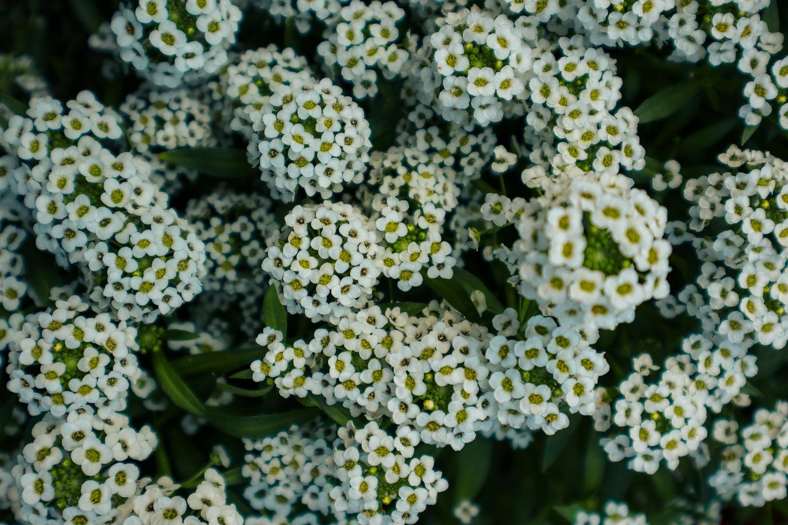 Growing Alyssum: A Gardener's Guide To Sweet Alyssum Bliss