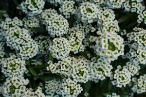 Growing Alyssum: A Gardener's Guide To Sweet Alyssum Bliss
