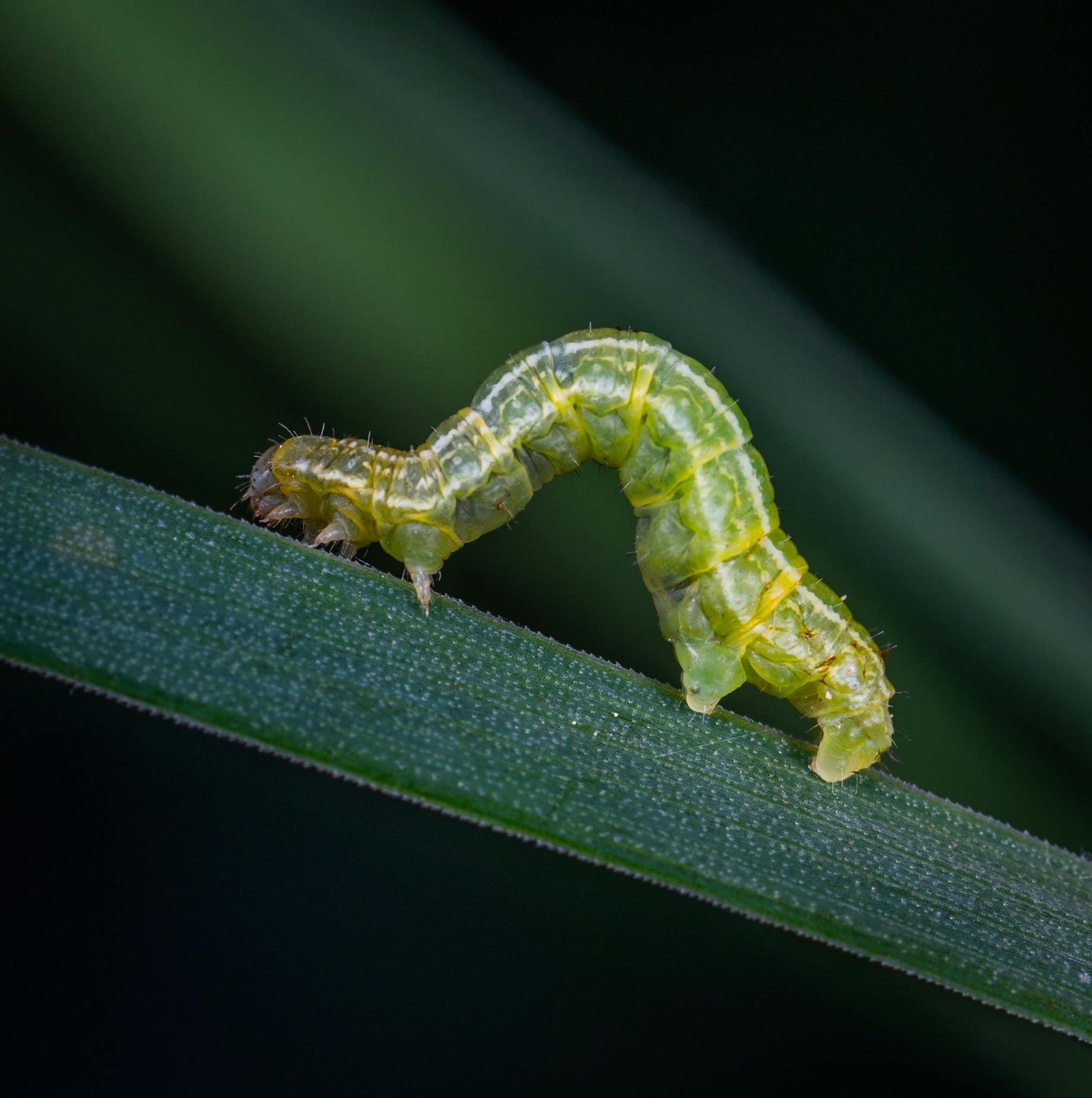 Battling Leaf Rollers: Identification, Prevention, And Control