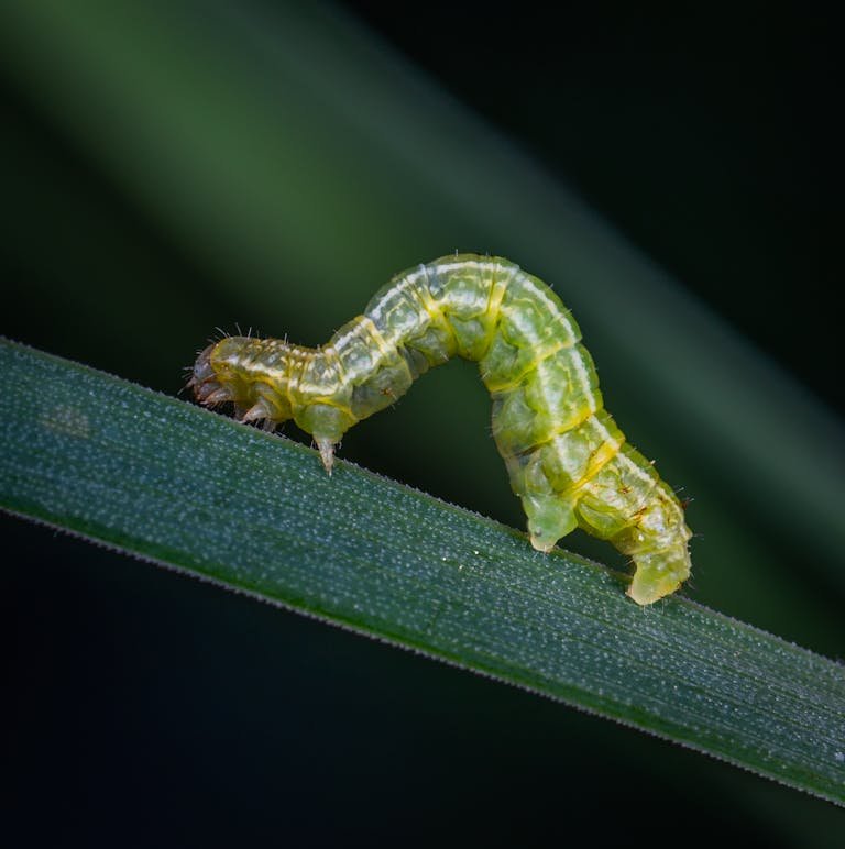 Battling Leaf Rollers: Identification, Prevention, And Control